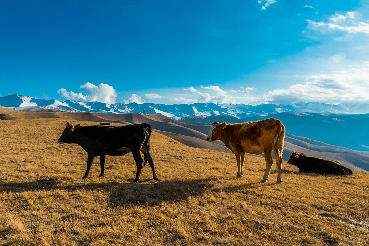 The role of steppe ecosystems in Kazakhstan's agricultural industry